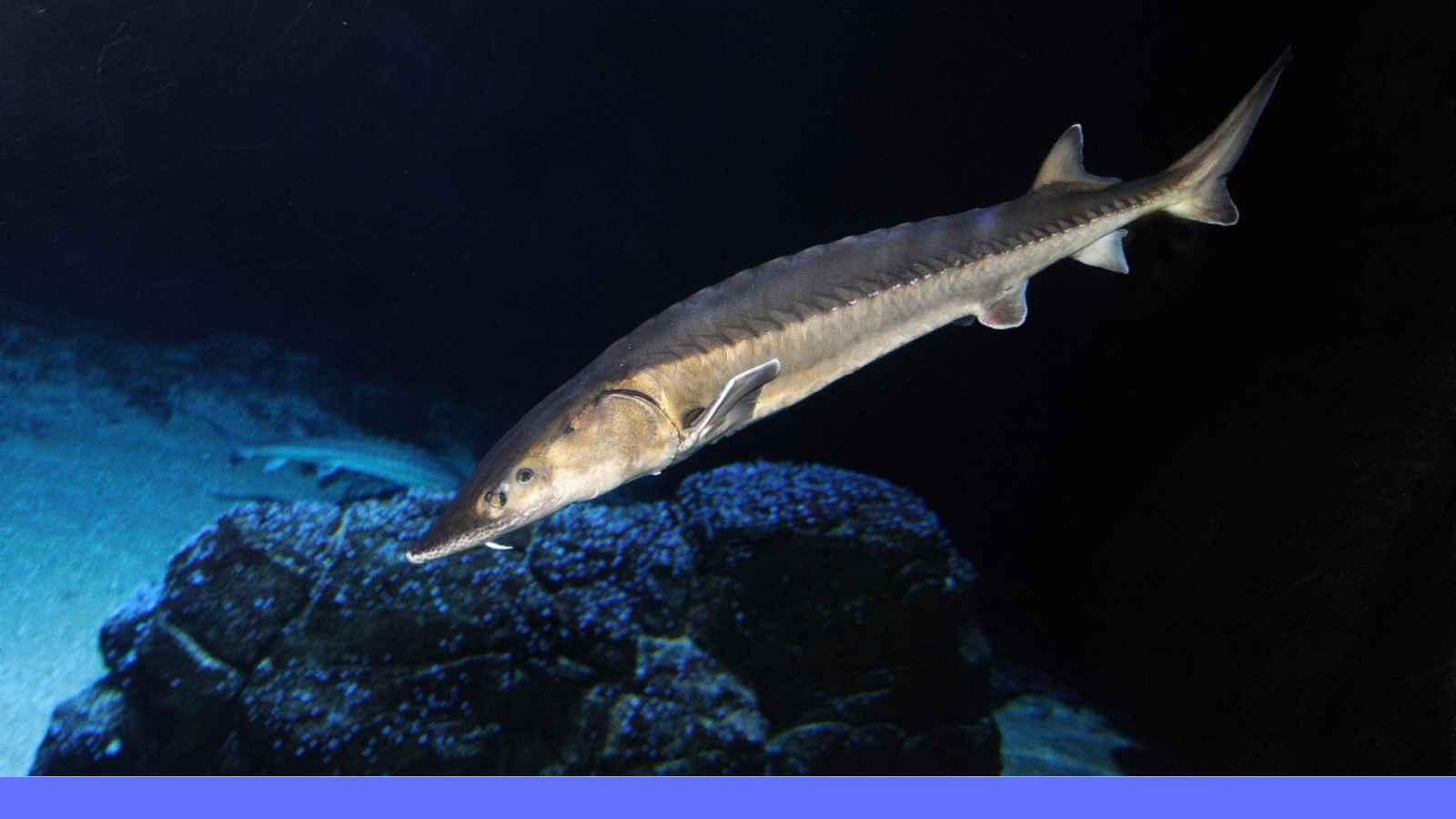 Havenbedrijf en Diergaarde brengen steur terug naar de Nieuwe Maas ...